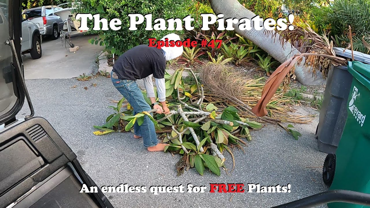 Finding FREE Plants! |The Plant Pirates Episode #47 - YouTube