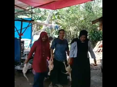 emak emak goyang pargoy megang ayam #fyp #viral #tiktok #trending #pargoy #meme #feedshorts
