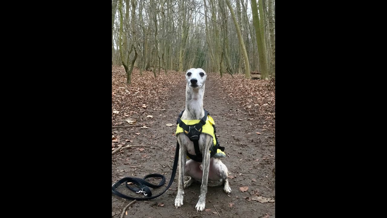A local walk with my Whippet - YouTube