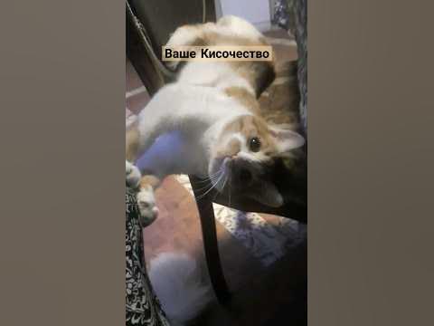 Кот прекрасен, как ни крути! - YouTube
