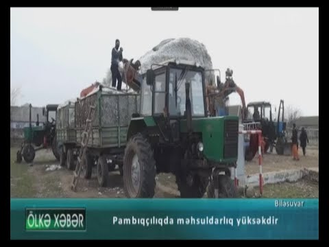 Biləsuvarda pambıqçılıqda məhsuldarlıq yüksəkdir