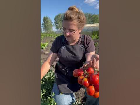 Томат Запуняка #сад #огород #дача #семенаалтая - YouTube