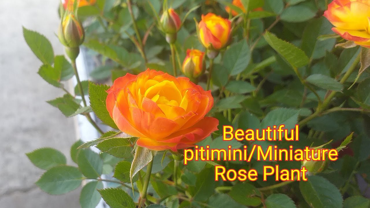 Beautiful Pitimini/Miniature Rose plant - YouTube