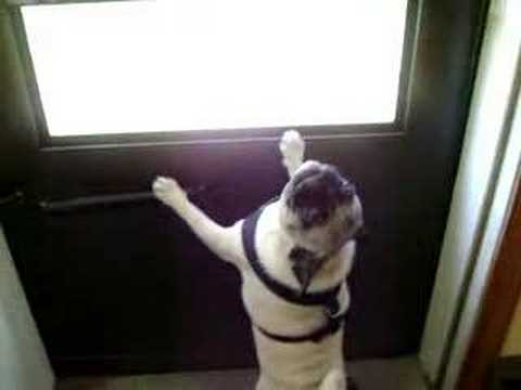 Howling Pug - YouTube