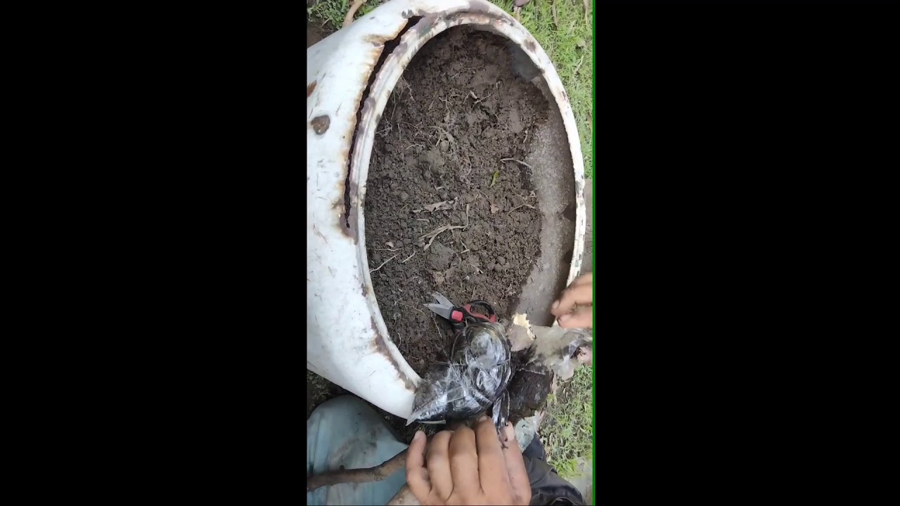 Marcotting Giant Mango - YouTube