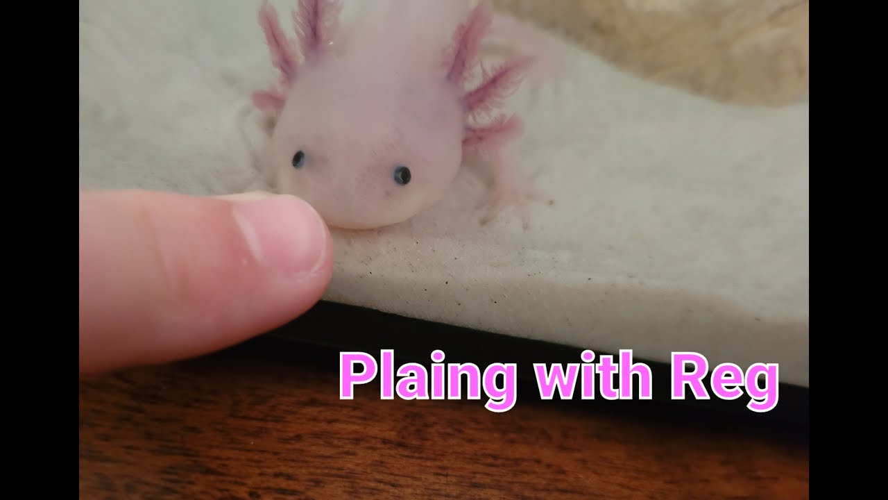 Playing with my pet axolotl - YouTube