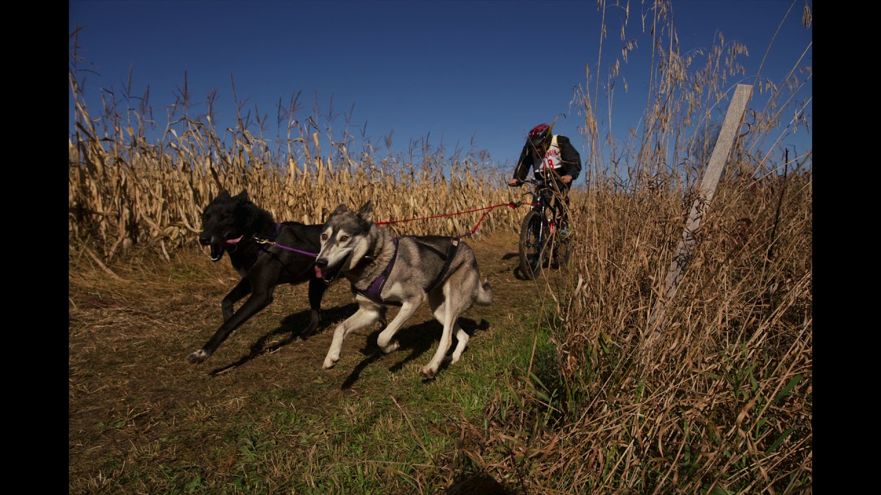 DOTY's DUSTY DOG DRYLAND SLED DOG RACE - YouTube