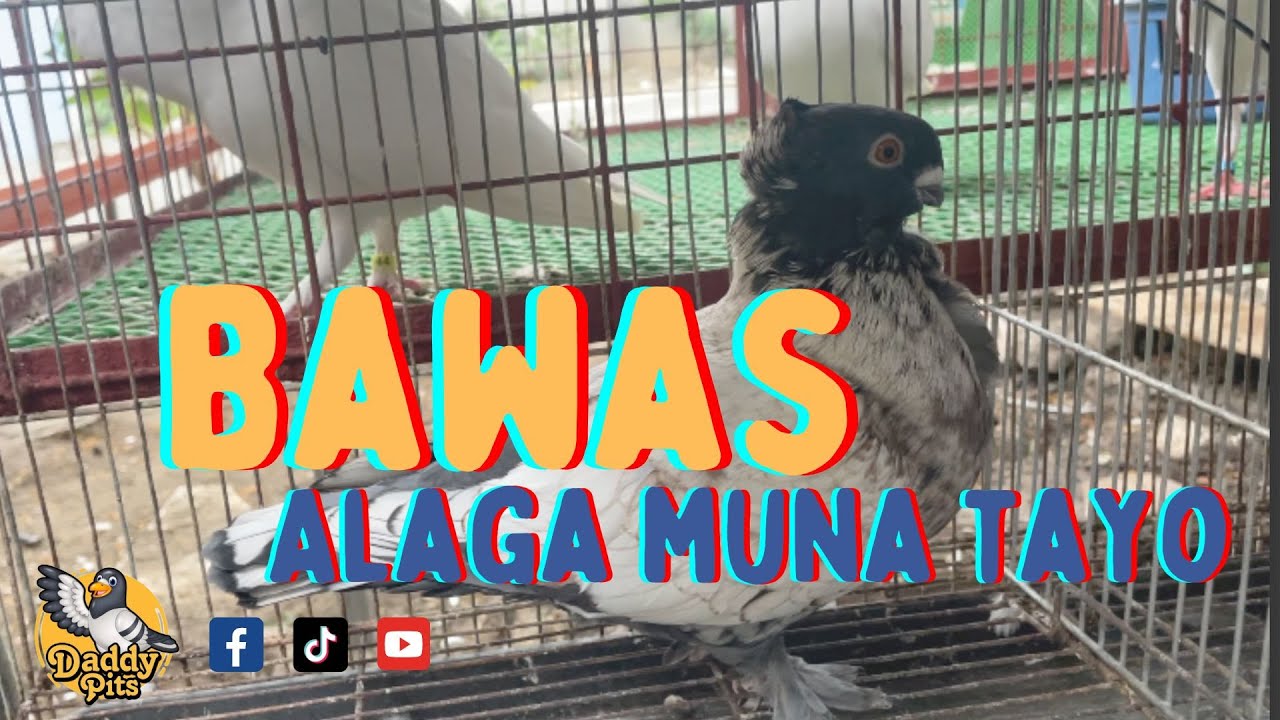 Bawas alaga muna tayo mga idol. #Kalapti #Kalapatids #FancyPigeons # ...