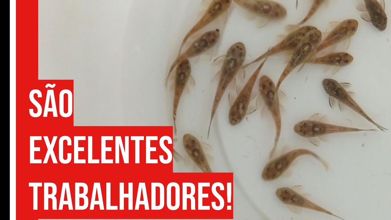 Peixe Chupa-Pedra - YouTube