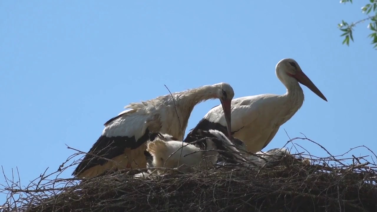 Stork sounds and relaxing music for a deep sleep in a few minutes - YouTube