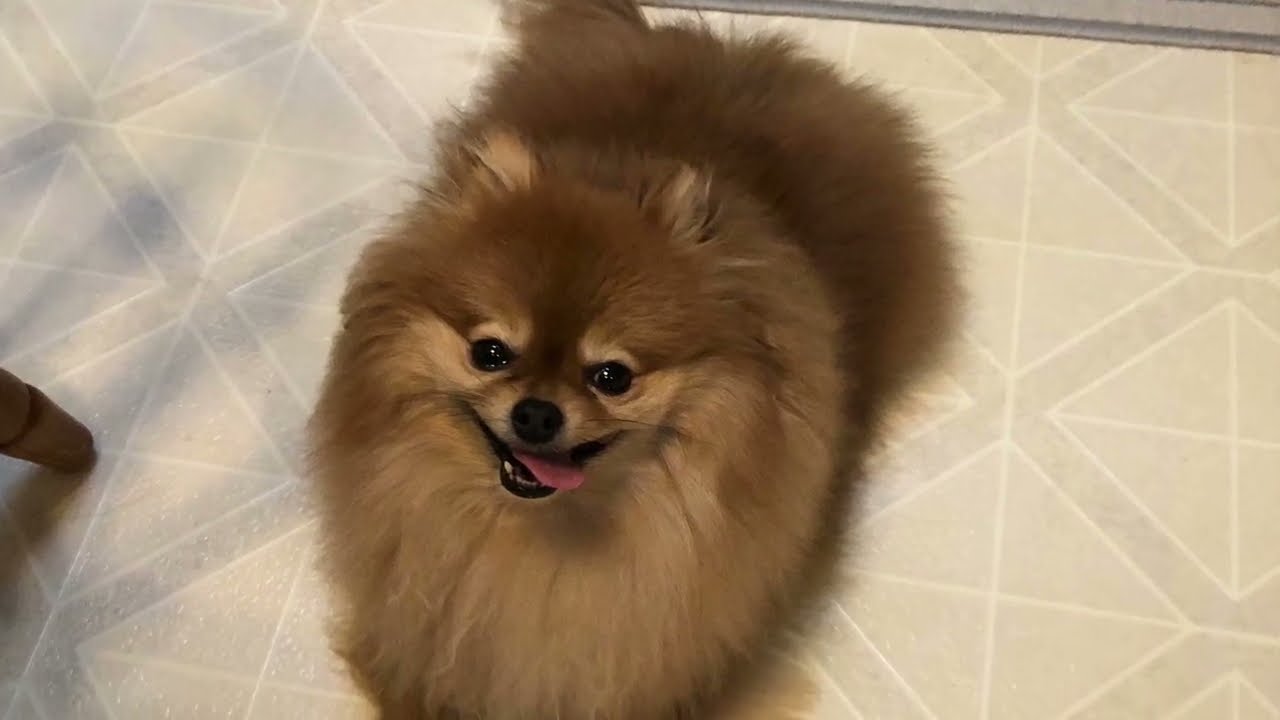 Adorable Tiny pom dog Barking and playing with toys, happy Pomeranian ...