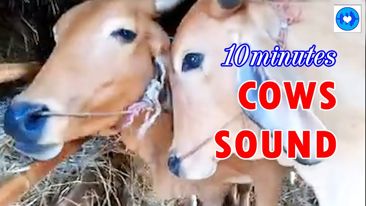 COWS SOUNDS, TIẾNG BÒ KÊU, Hình ảnh và tiếng kêu của con bò,10 minutes ...