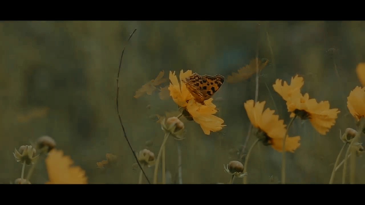 Enjoy | Cinematic Flower | Fujifilm X-A10 - YouTube