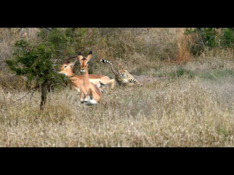 Amazing Cheetah Chase and a Pride of Lions (Imbali Pride) - YouTube