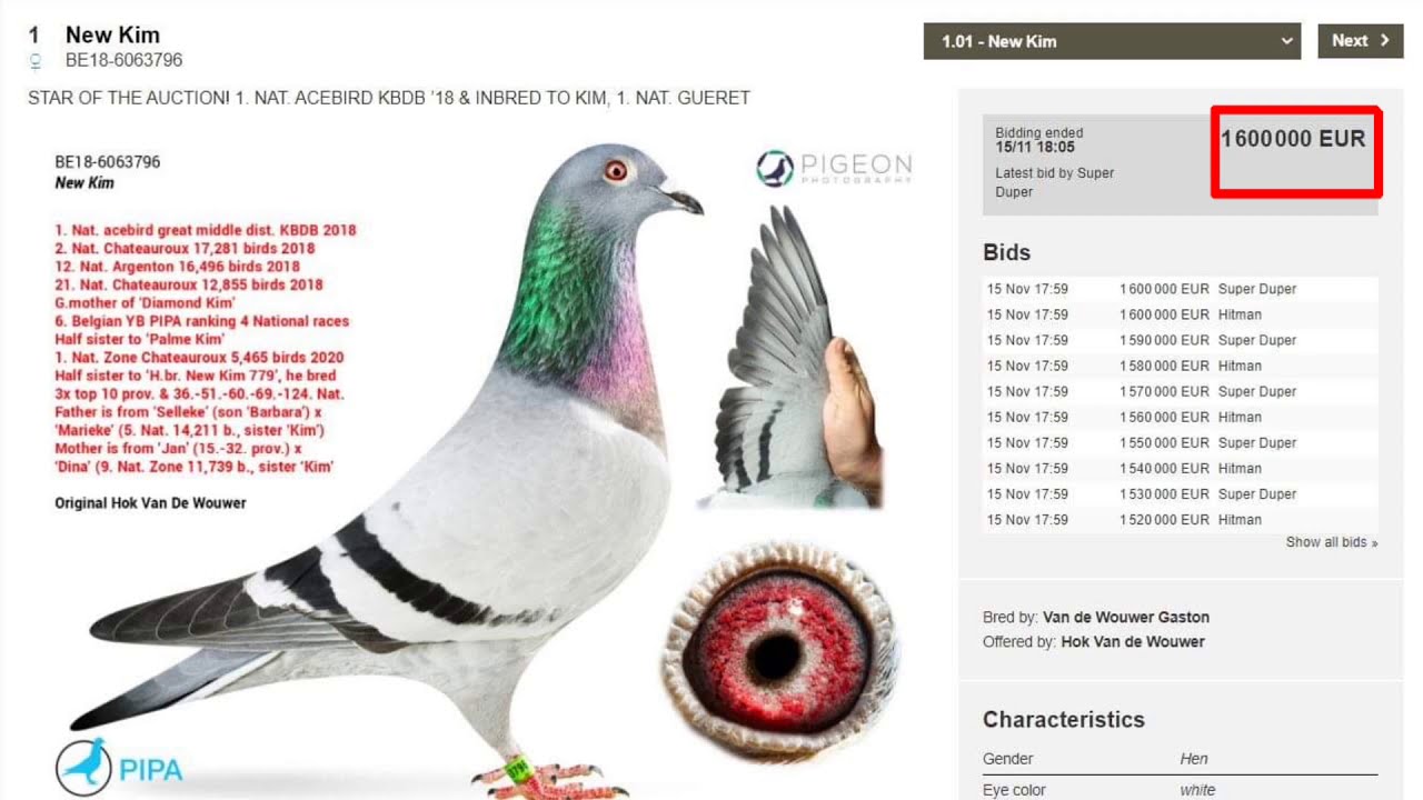 BELGIAN RACING PIGEON SOLD for €1.6M "NEW KIM" - YouTube