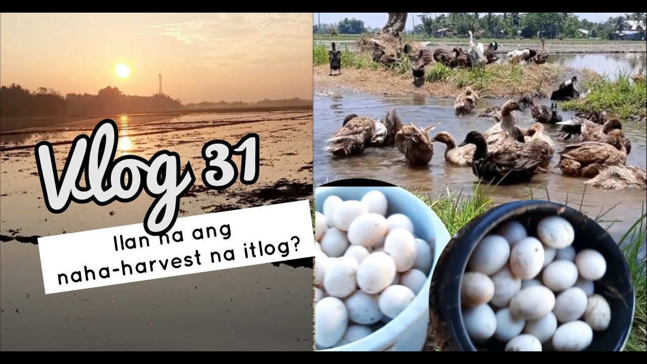 Urong-sulong ang Itlog ng Itik - YouTube