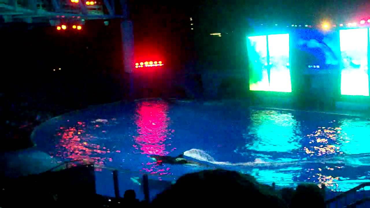 Shamu Rocks - YouTube
