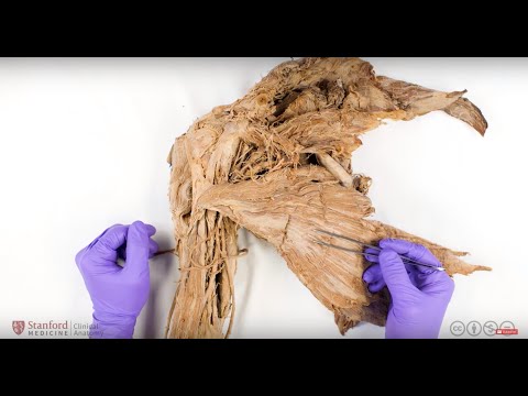 Stanford Medicine Anatomy Course Trailer