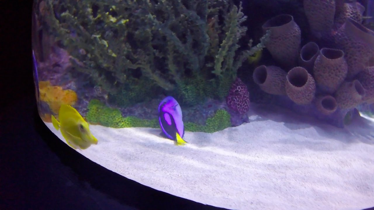 Dory Died!!!😱😭🐠💀 - YouTube