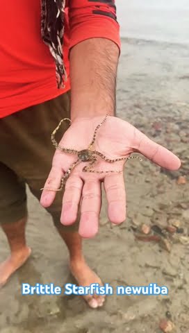 Brittle starfish member of the starfish family - YouTube