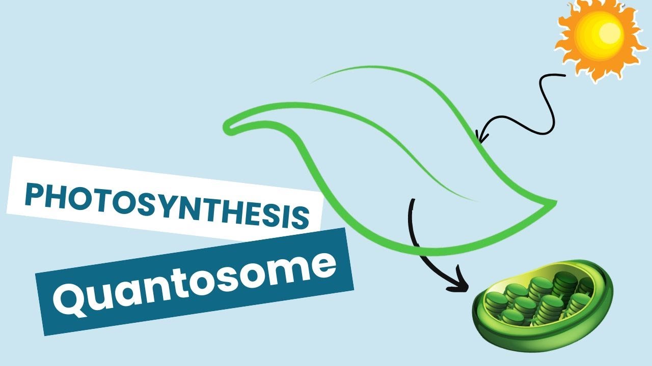 Photosynthesis- Quantosome | Info Show - YouTube