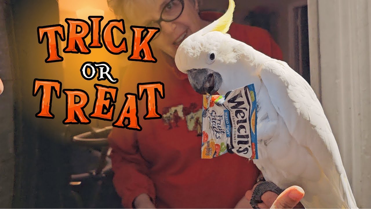 GENIUS Cockatoo Knocks on Door for Halloween Candy! 😱🎃 - YouTube