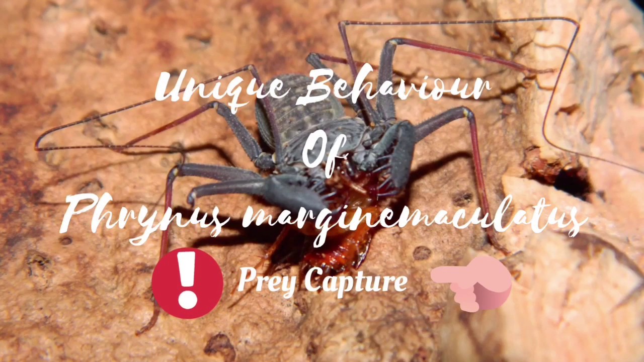 The Unique Behaviour of Phrynus marginemaculatus - YouTube