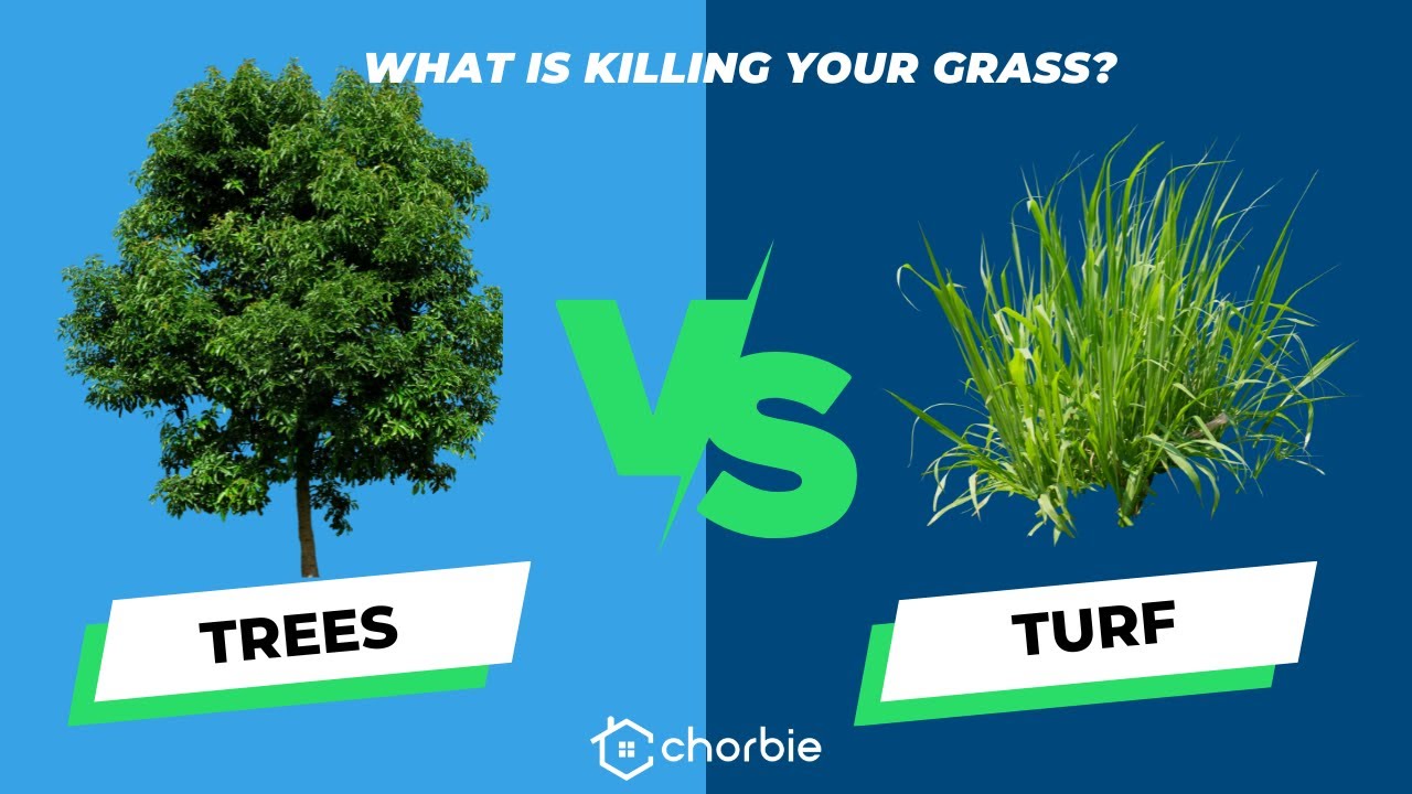 TREE vs. TURF | What is killing your grass? - YouTube