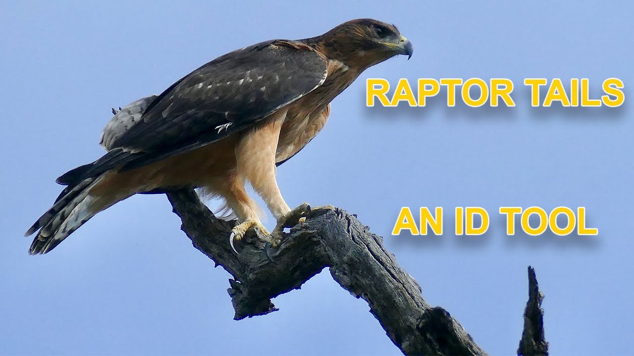 Raptor identification - tails - YouTube