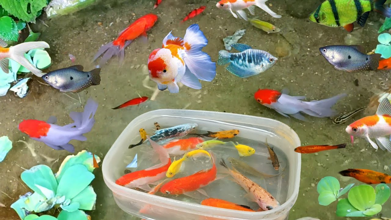 finding colourful ornamental fish koi fish Koki fish catfish betta fish ...