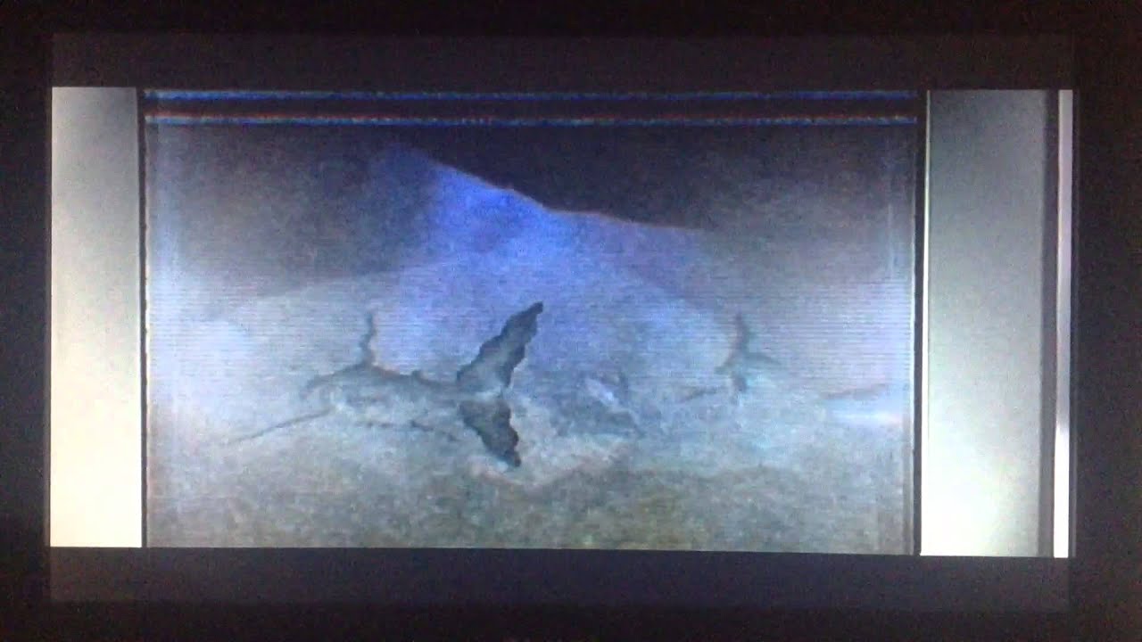 Shark Attack 2 (2000) - Shocking Discovery - YouTube