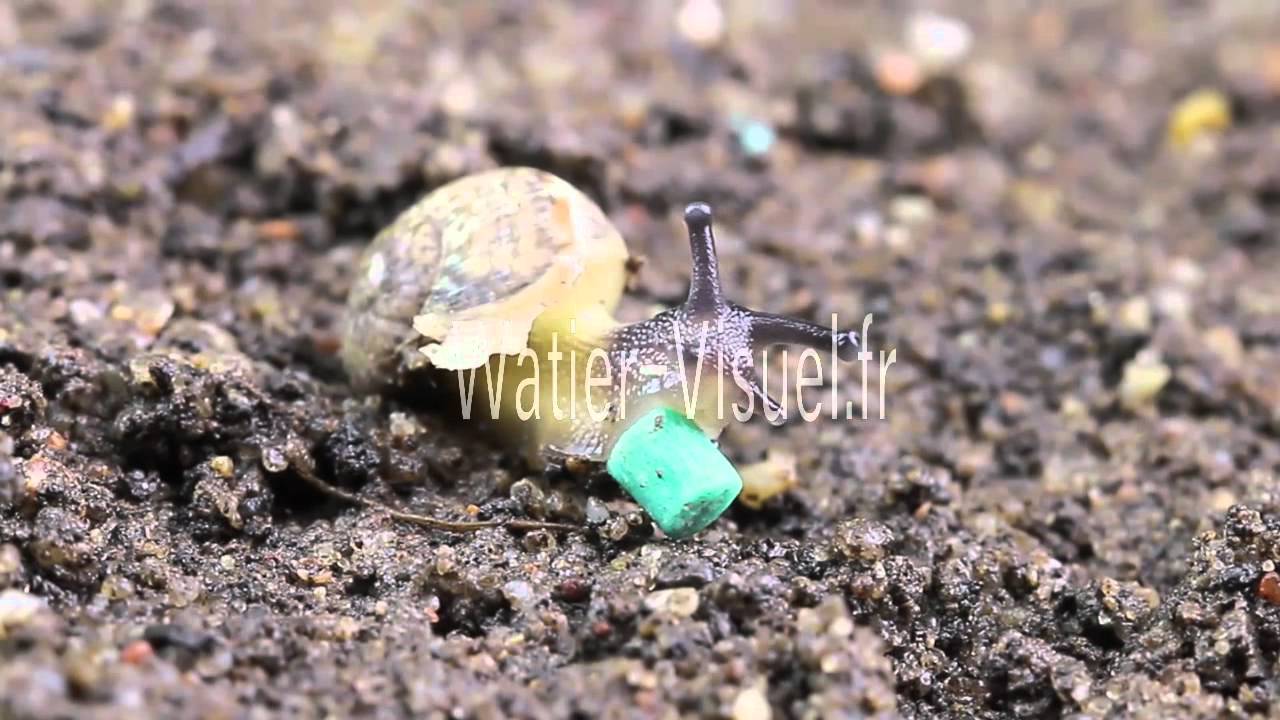 Destruction des escargots avec des appâts empoisonnés 120426M040.mov 1 ...