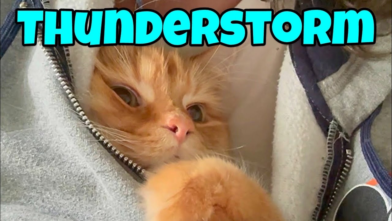 How To Calm Your Cat During A Thunderstorm ⛈ - YouTube