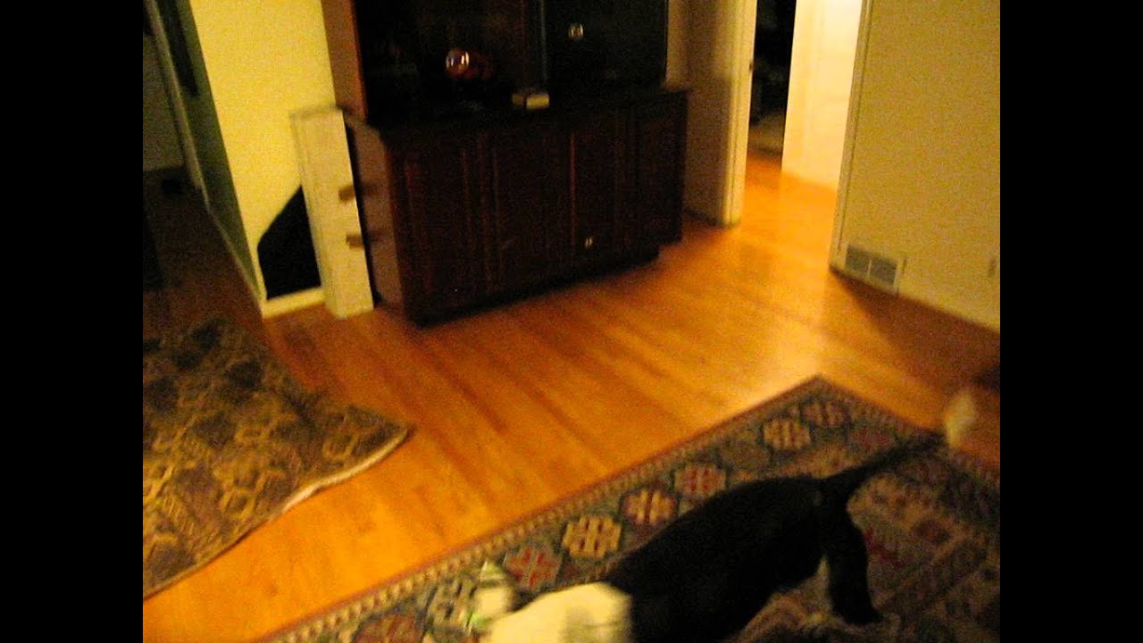 Bubble chasing - YouTube