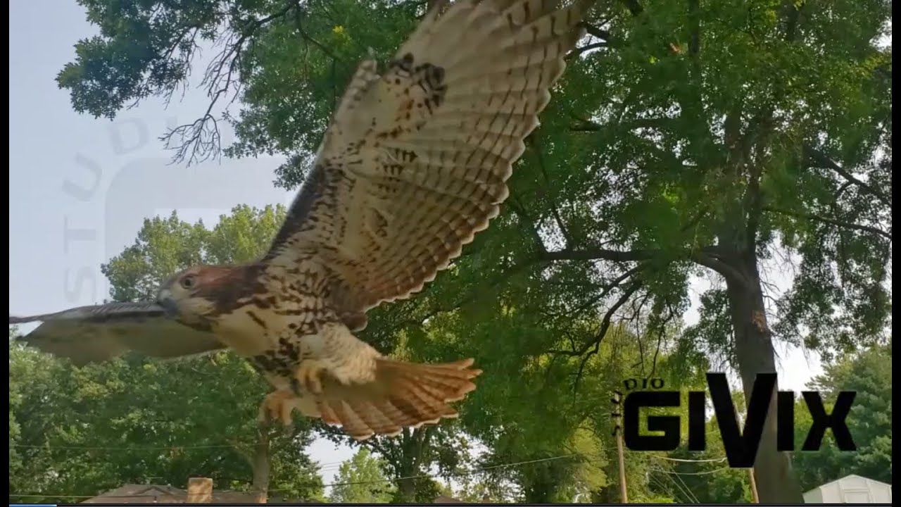 Red-tail Hawk Swoop from tree and grab mouse from my hand - YouTube