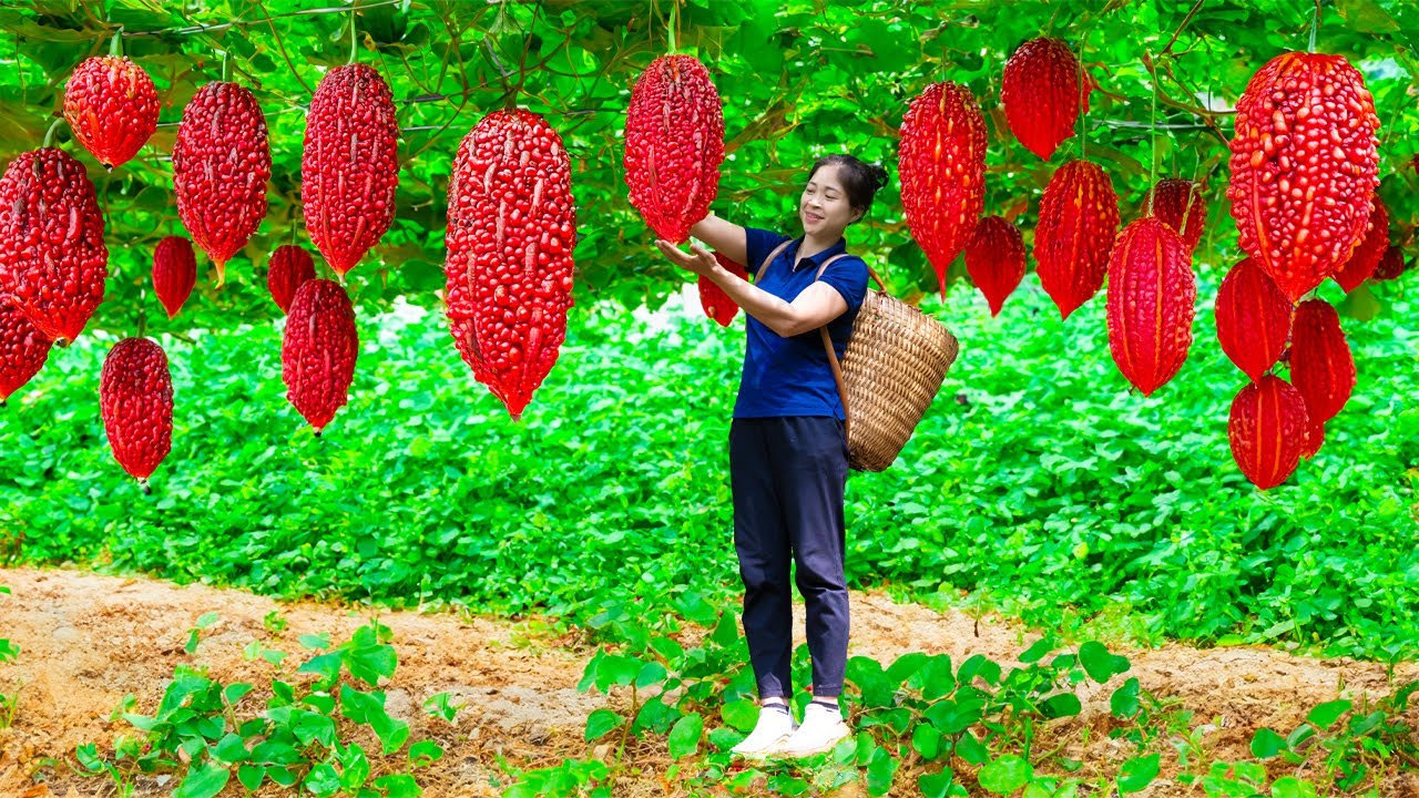 Harvest red bitter melon & Goes To Market Sell | Harvesting And Cooking ...