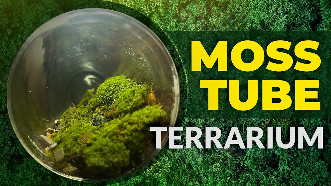 Horizontal Moss Tube Terrarium | Easy Step-by-Step Guide - YouTube