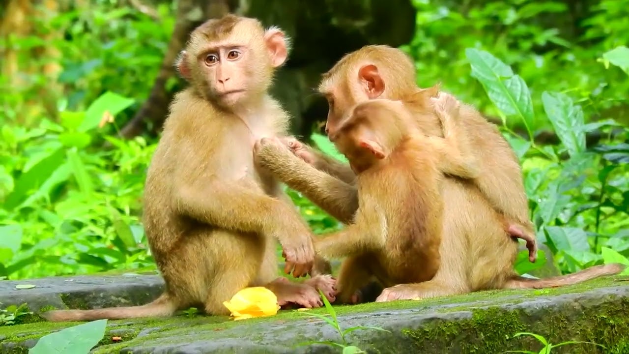 The Two Brothers Monkeys And Thiers New Family Members - YouTube