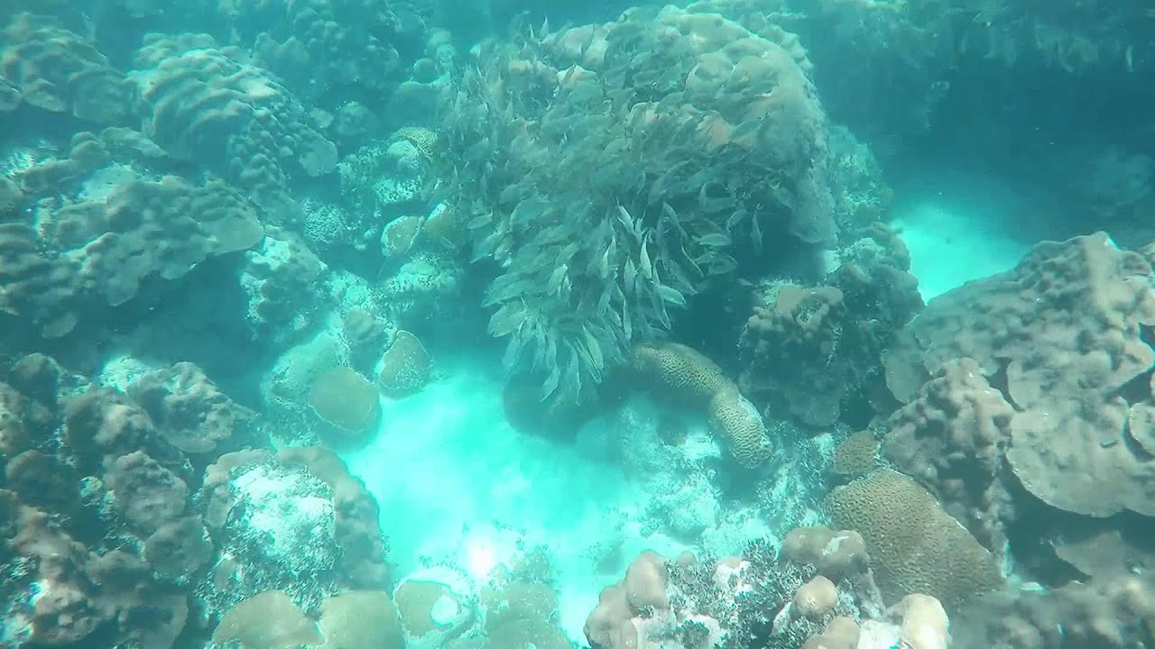 Snorkeling The Doughnut Reef - YouTube