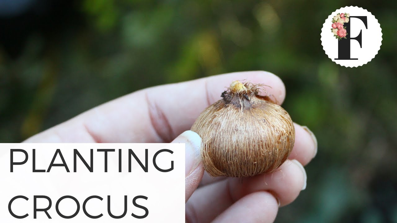 Planting Crocus - Fall Spring Flower Bulbs Gardening for Beginners Cut ...