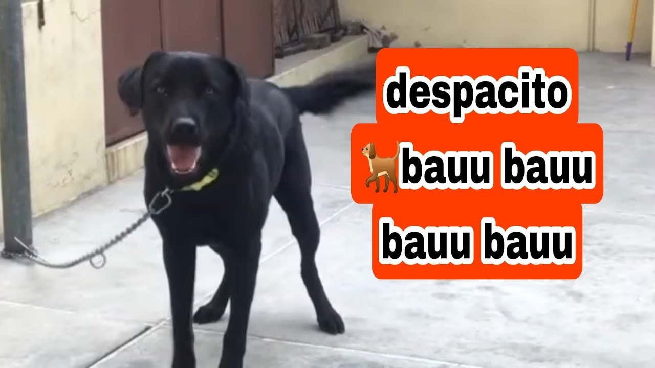 Dog version despacito song 🐶 😂 #puppy bhau bhau bhau bahu #luisfonsi ...