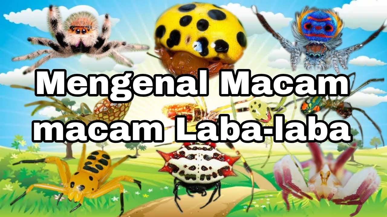 Mengenal Macam Macam Laba laba - YouTube