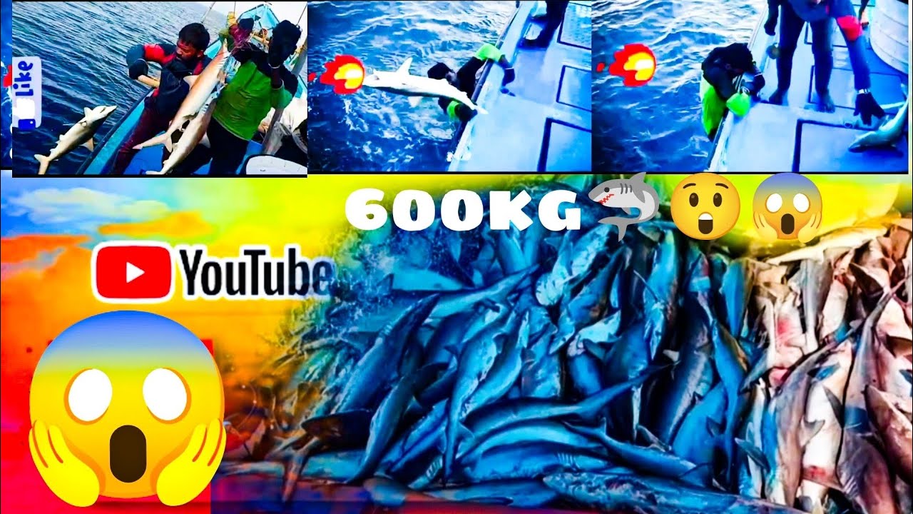 Back to Back sharks catching @Shark_boy_moshe..7subscribe my channel# ...