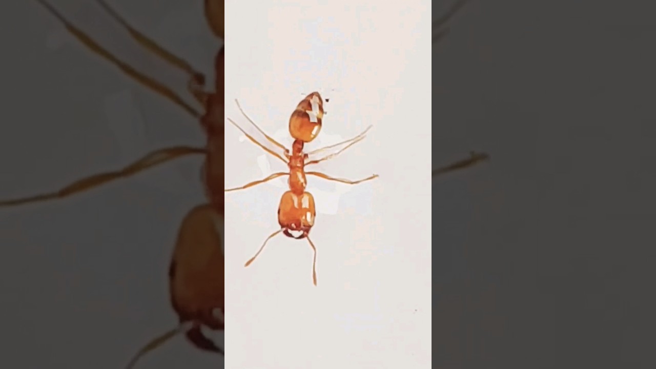 most satisfying ant swimming video | what if ant 🐜 in water - YouTube