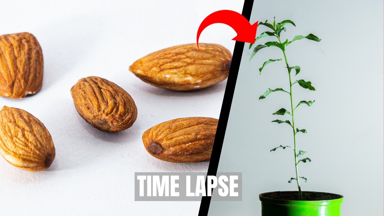 Growing Badam (Almond) Tree From Seed! Time Lapse - YouTube