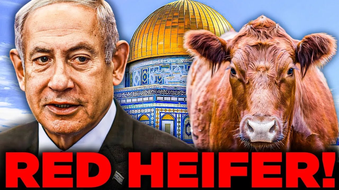 The Red Heifers SECRETLY Arrived In Israel To Prepare The Third Temple ...