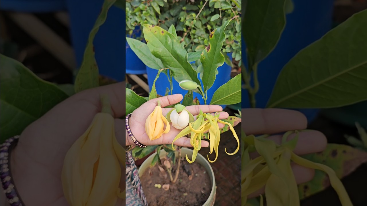 sampangi flowers (champaka) సంపంగి #sampangi #champa #flowers #sangupoo ...