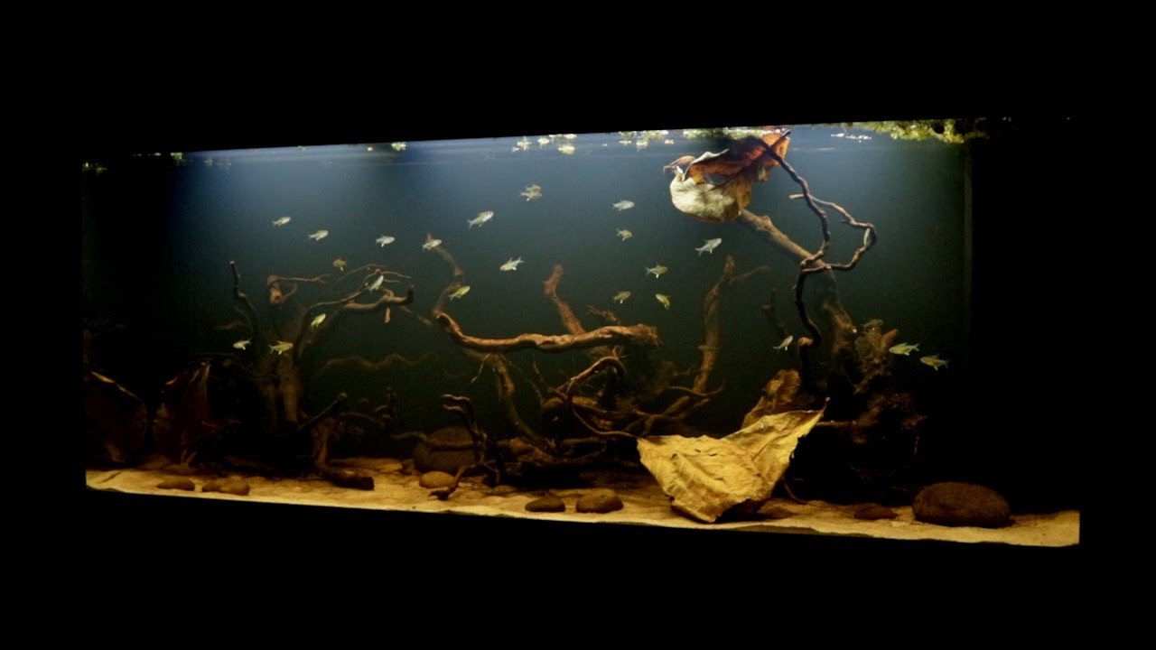 New Blackwater Fish Tank Setup | Juwel Rio 450 LED - YouTube