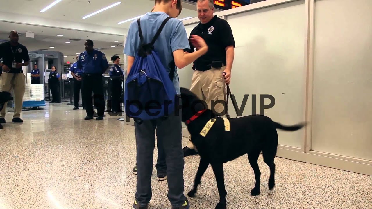 Long tracking shot of K9 unit checking passengers luggage... - YouTube