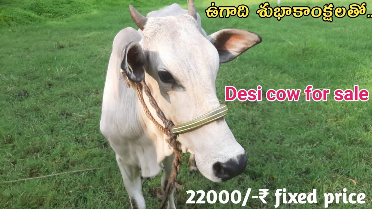 దేశి సూడి ఆవు అమ్మబడును | desi cow for sale | ongole cow | cow for sale ...